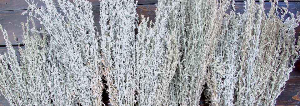 Healing Harvest: Amanda Wallin Shares Bounty of Knowledge - Rupert's ...